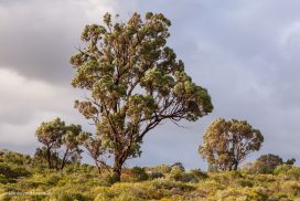 Honkey Nuts – Native Trees From Around Perth