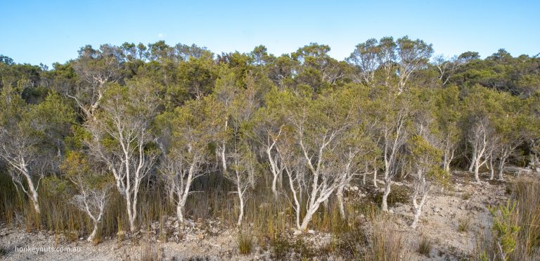 Honkey Nuts – Native Trees From Around Perth