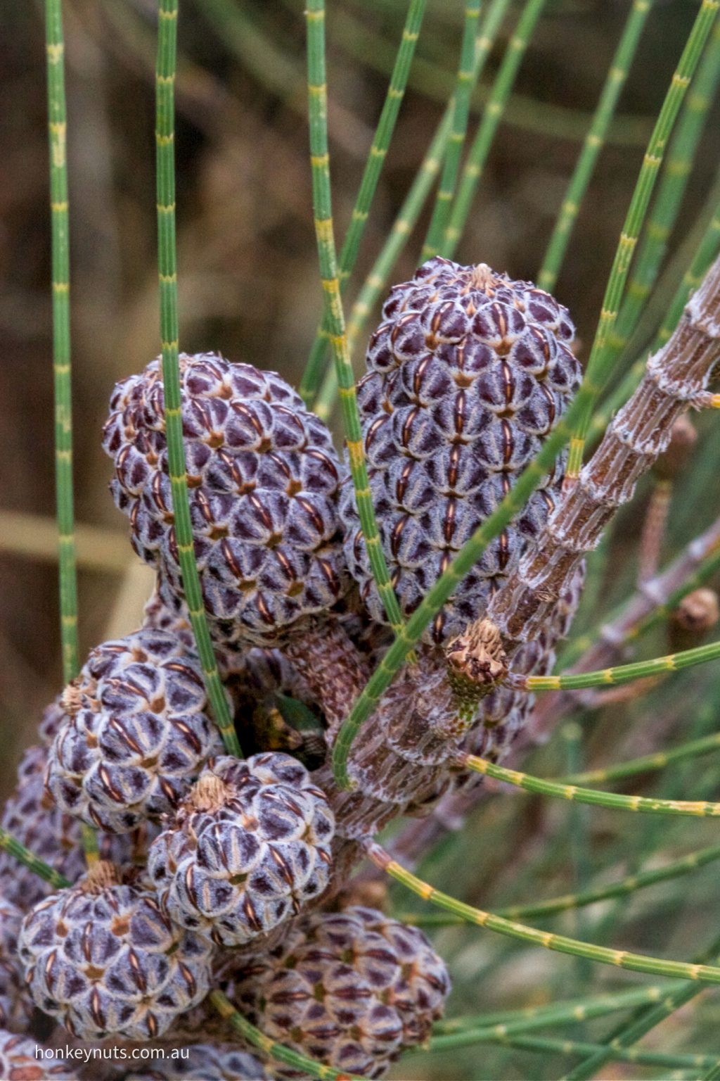 Allocasuarina lehmanniana DUNE SHEOAK – Honkey Nuts