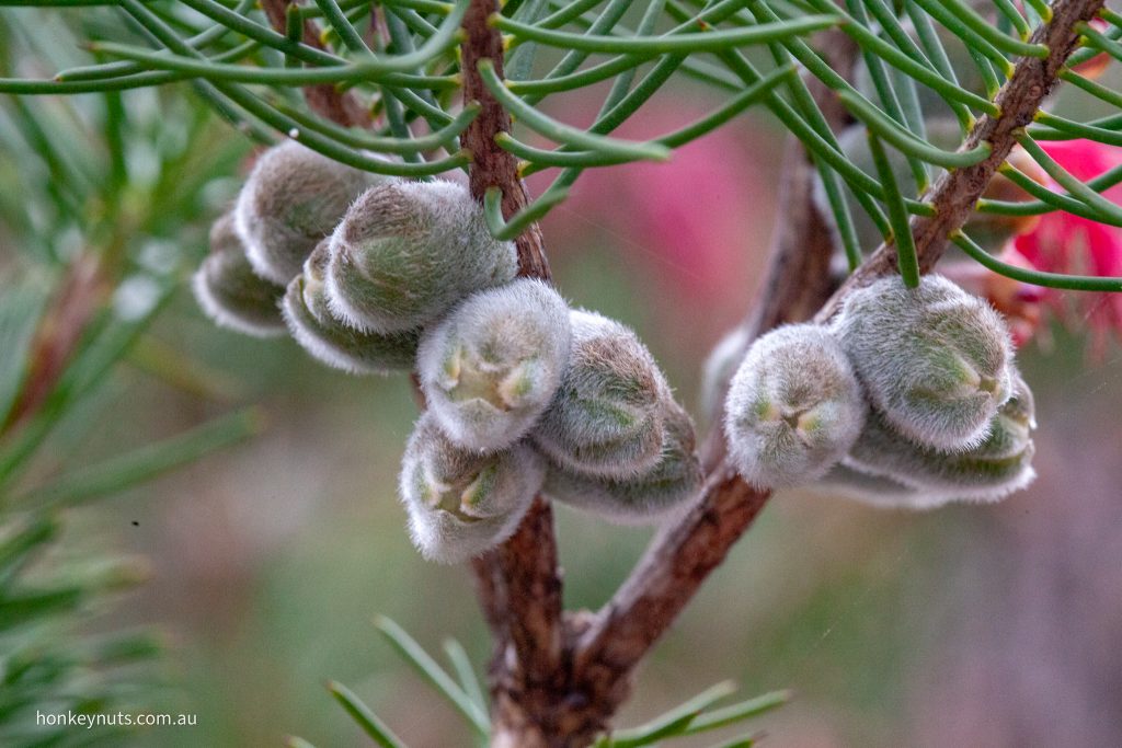 Mouse-Ears (Calothamnus rupestris) – Honkey Nuts