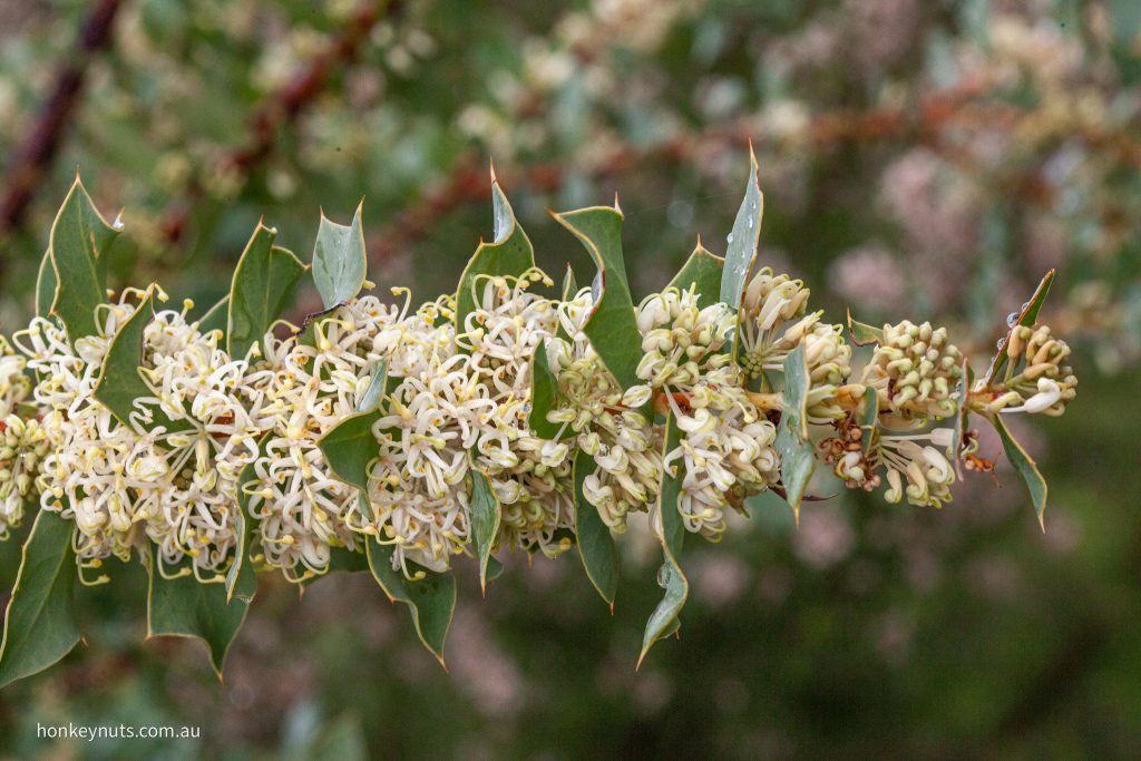 Harsh hakea (Hakea prostrata) – Honkey Nuts