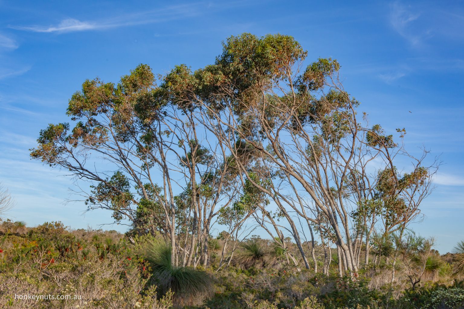 Limestone marlock, Redheart (Eucalyptus decipiens) – Honkey Nuts