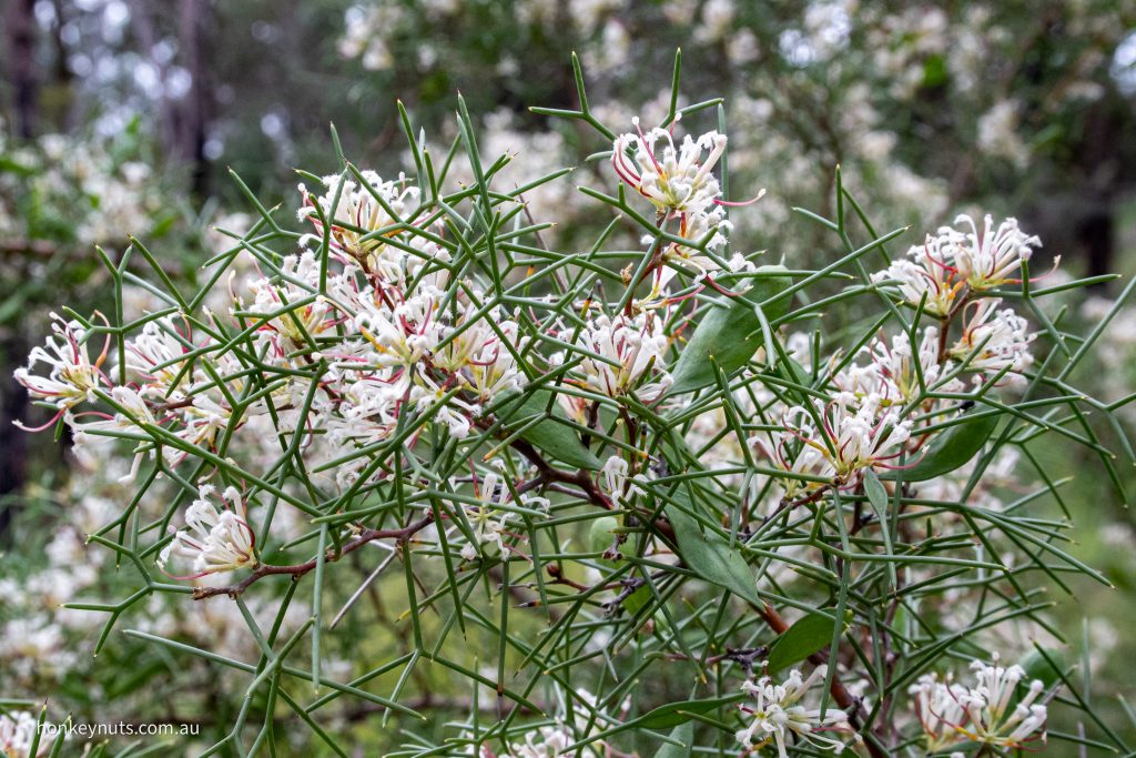 Two-leaf Hakea (Hakea trifurcata) – Honkey Nuts
