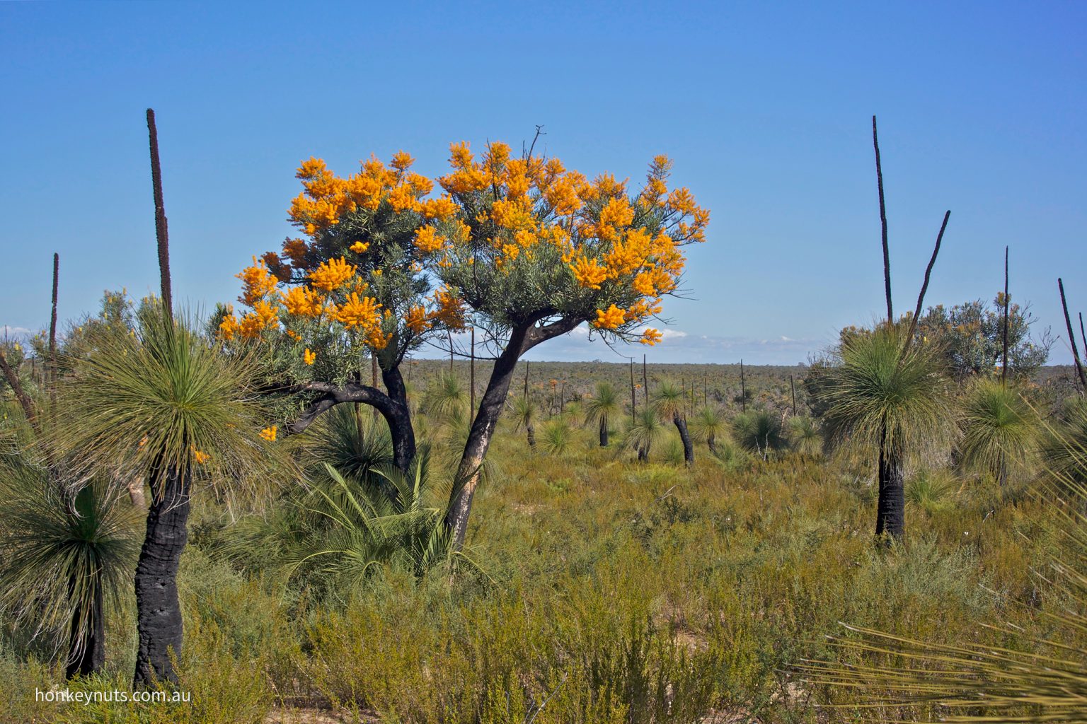 Honkey Nuts – Native Trees From Around Perth