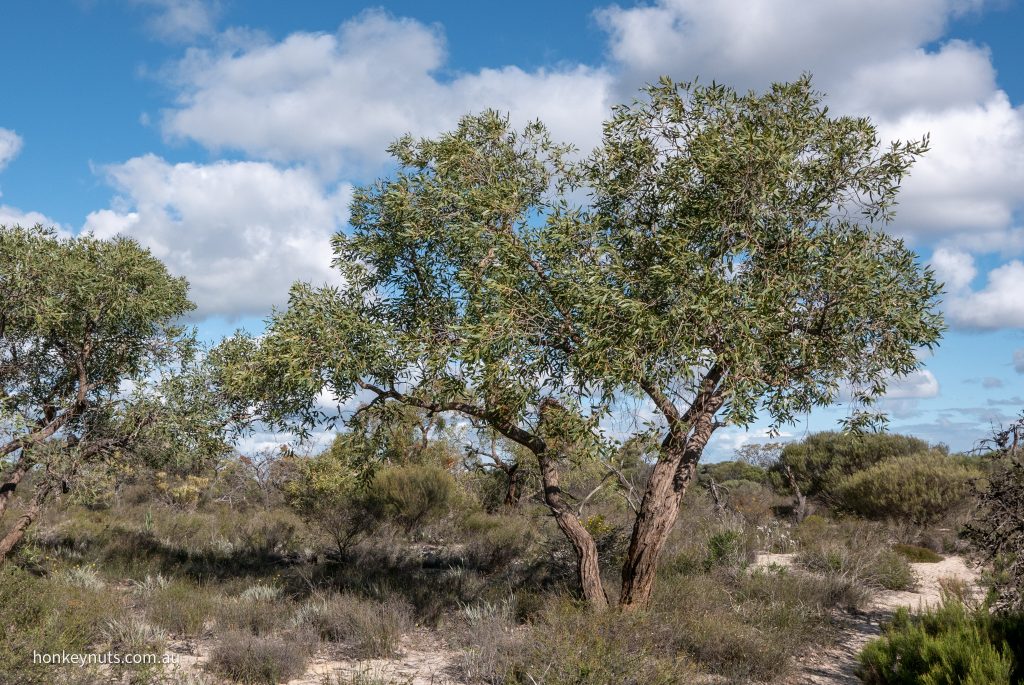 Honkey Nuts – Native Trees From Around Perth