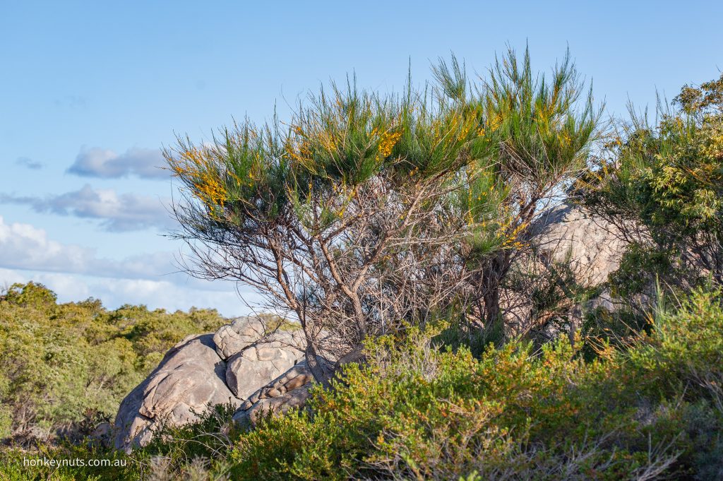 Swishbush, Golden Spray (Viminaria juncea) – Honkey Nuts