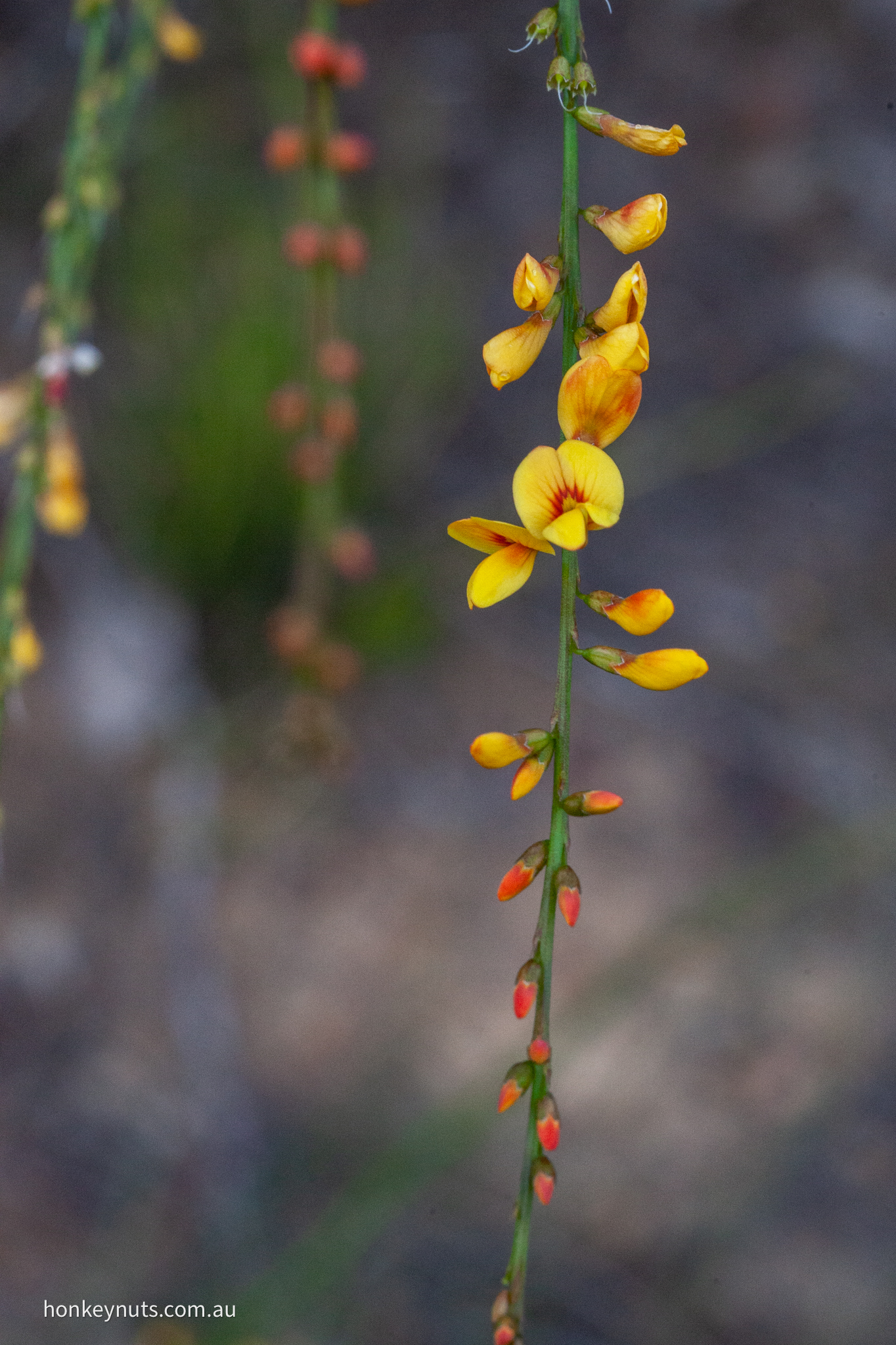 Swishbush – Honkey Nuts