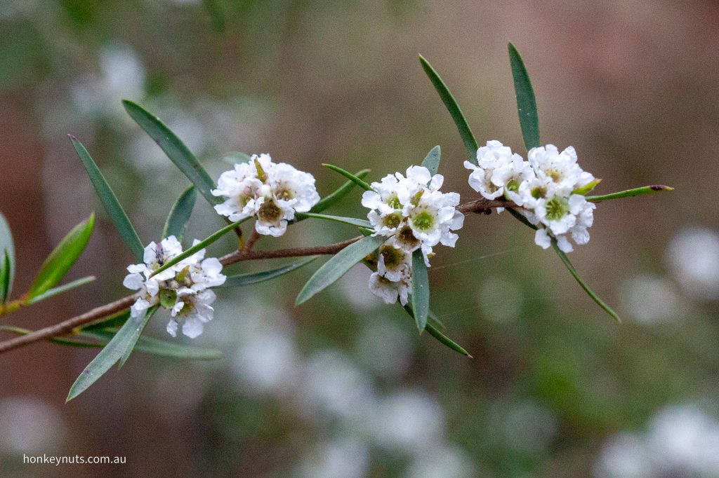 Brook Peppermint (Taxandria linearifolia) – Honkey Nuts