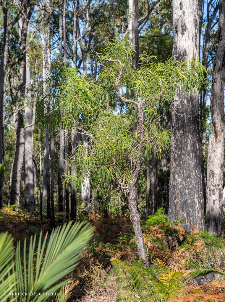 Persoonia longifolia UPRIGHT SNOTTYGOBBLE – Honkey Nuts