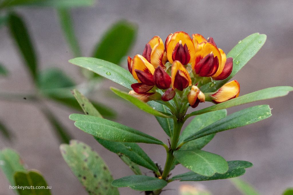 Tree Gallery – Honkey Nuts