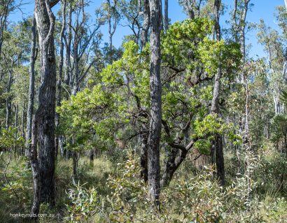 Spreading Snottygobble (Persoonia elliptica) – Honkey Nuts