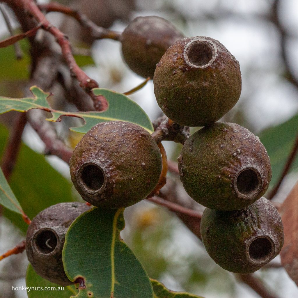Corymbia haematoxylon LESSER BLOODWOOD/MOUNTAIN MARRI – Honkey Nuts