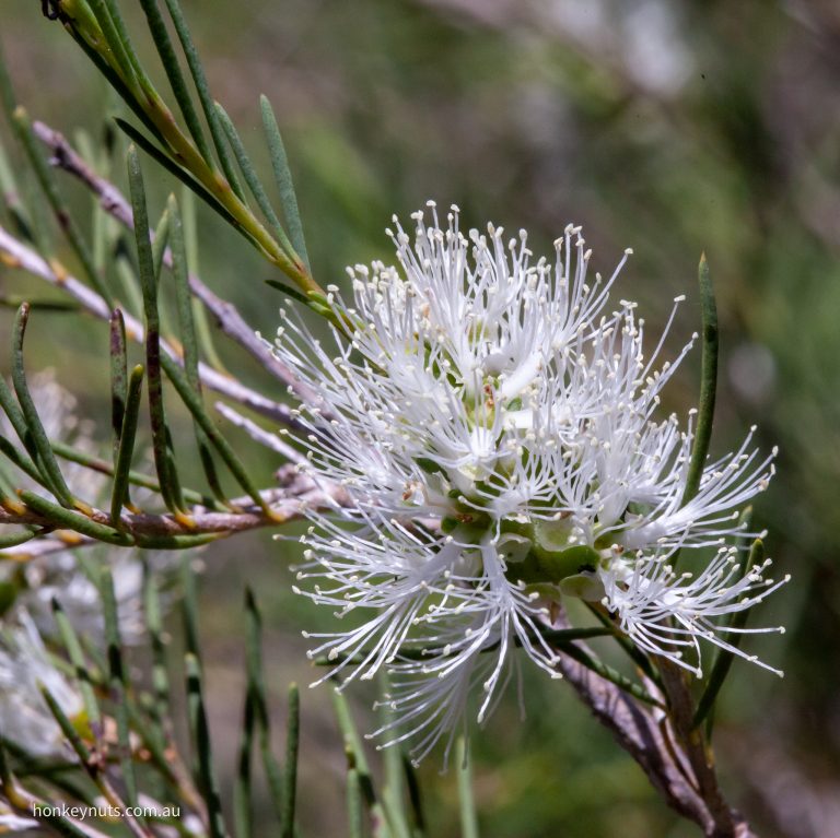 Freshwater Paperbark (Melaleuca raphiophylla) – Honkey Nuts