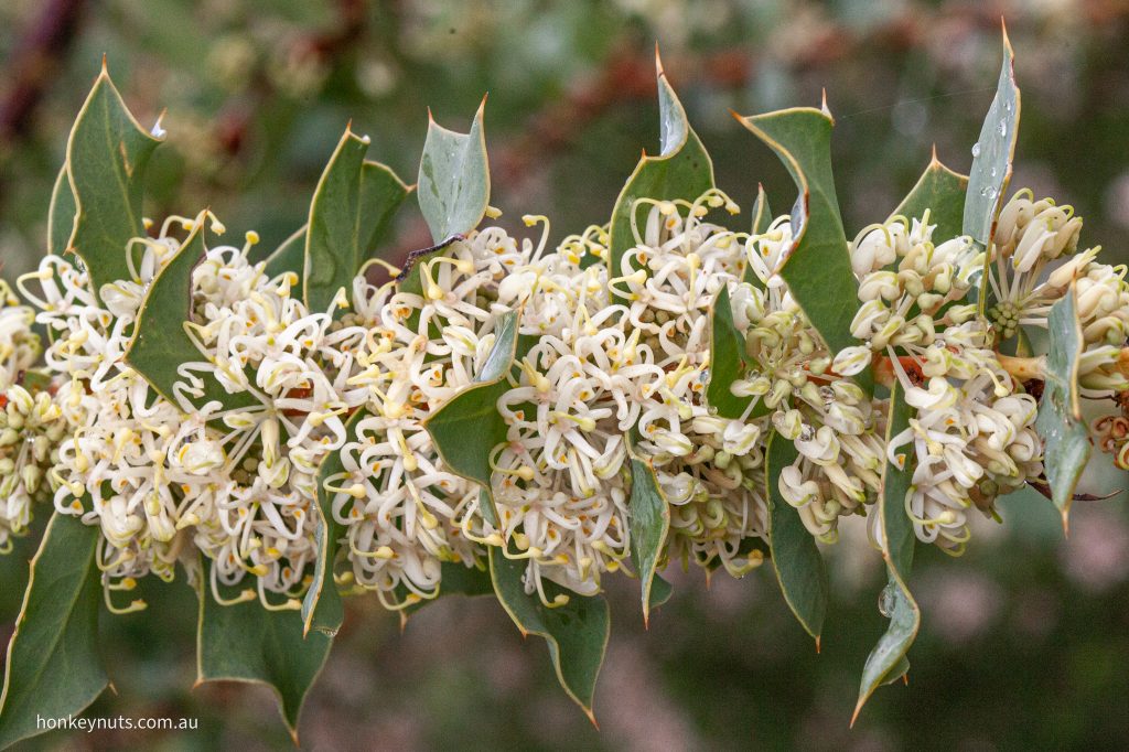 Harsh hakea (Hakea prostrata) – Honkey Nuts