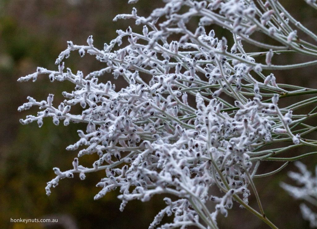 Honkey Nuts – Native Trees From Around Perth