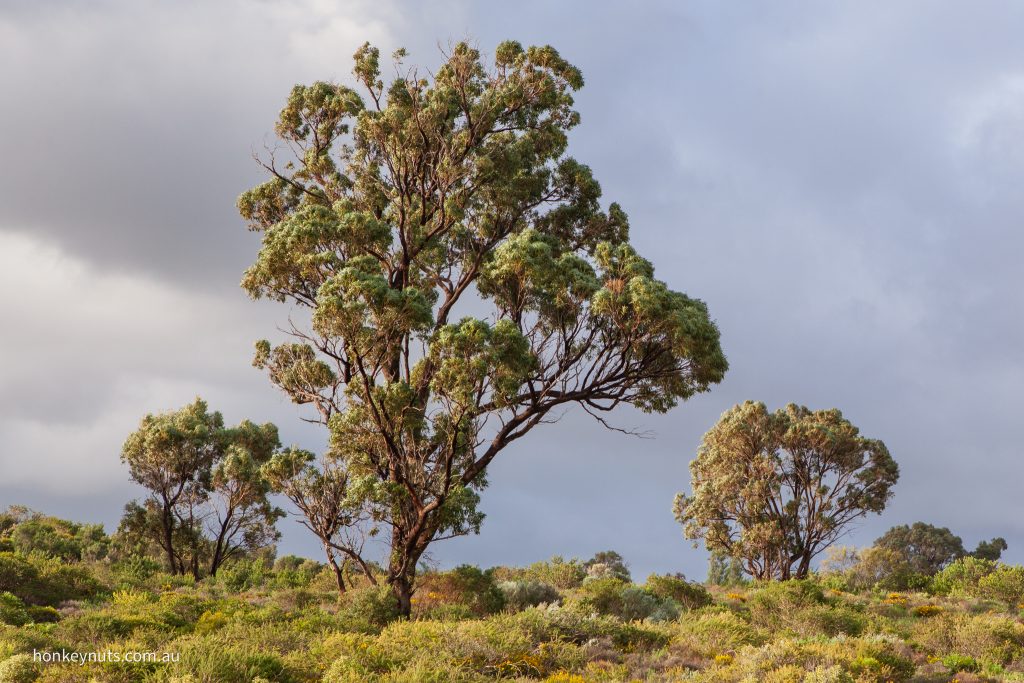 Honkey Nuts – Native Trees From Around Perth