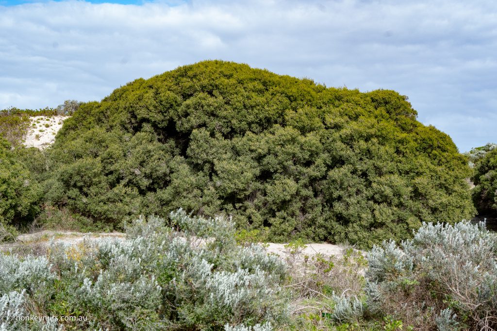 Honkey Nuts – Native Trees From Around Perth