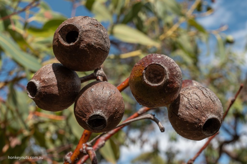 Mountain Marri / Lesser Bloodwood (Corymbia haematoxylon) – Honkey Nuts